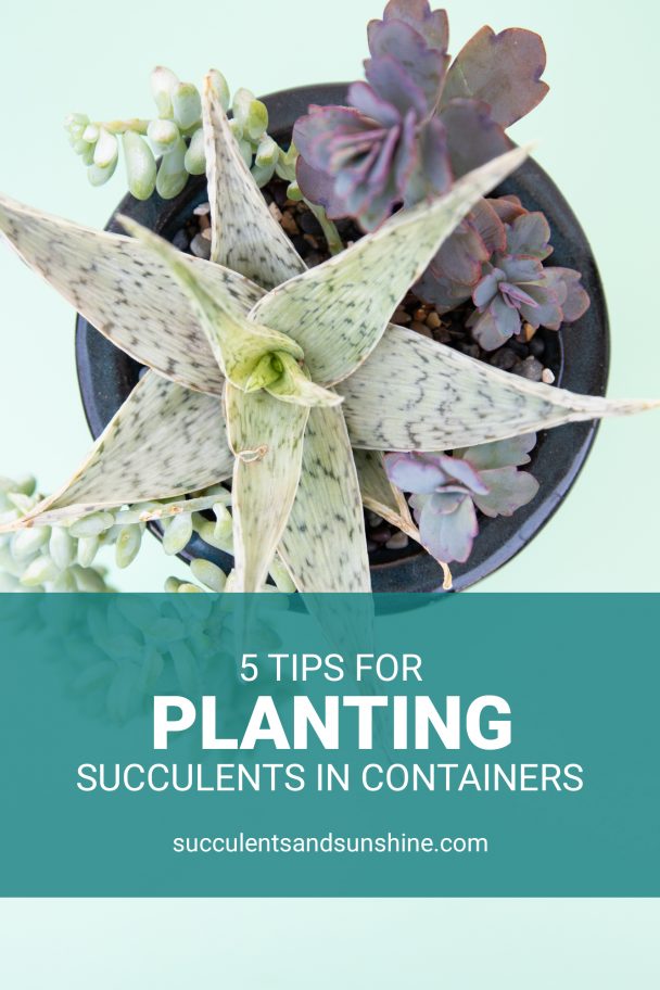 Tips for Planting Succulents in Containers | Succulents and Sunshine
