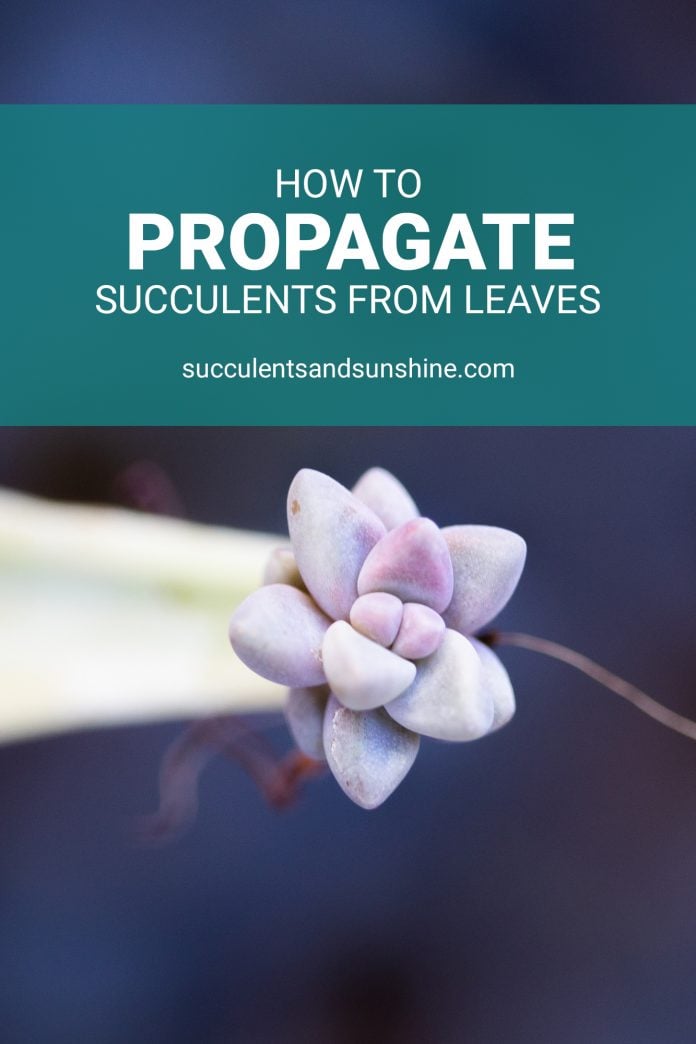 How to Propagate Succulents from Leaves and Cuttings | Succulents and ...