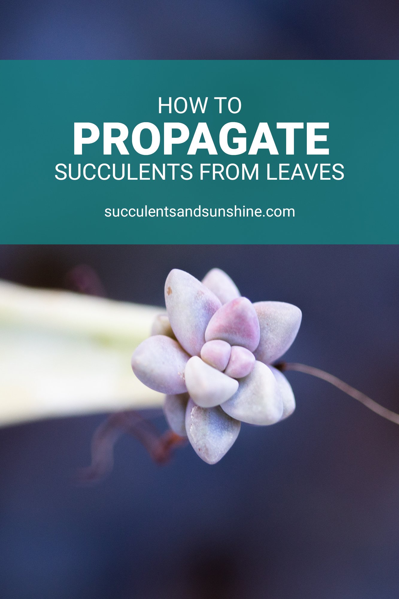 How to Propagate Succulents from Leaves and Cuttings | Succulents and ...