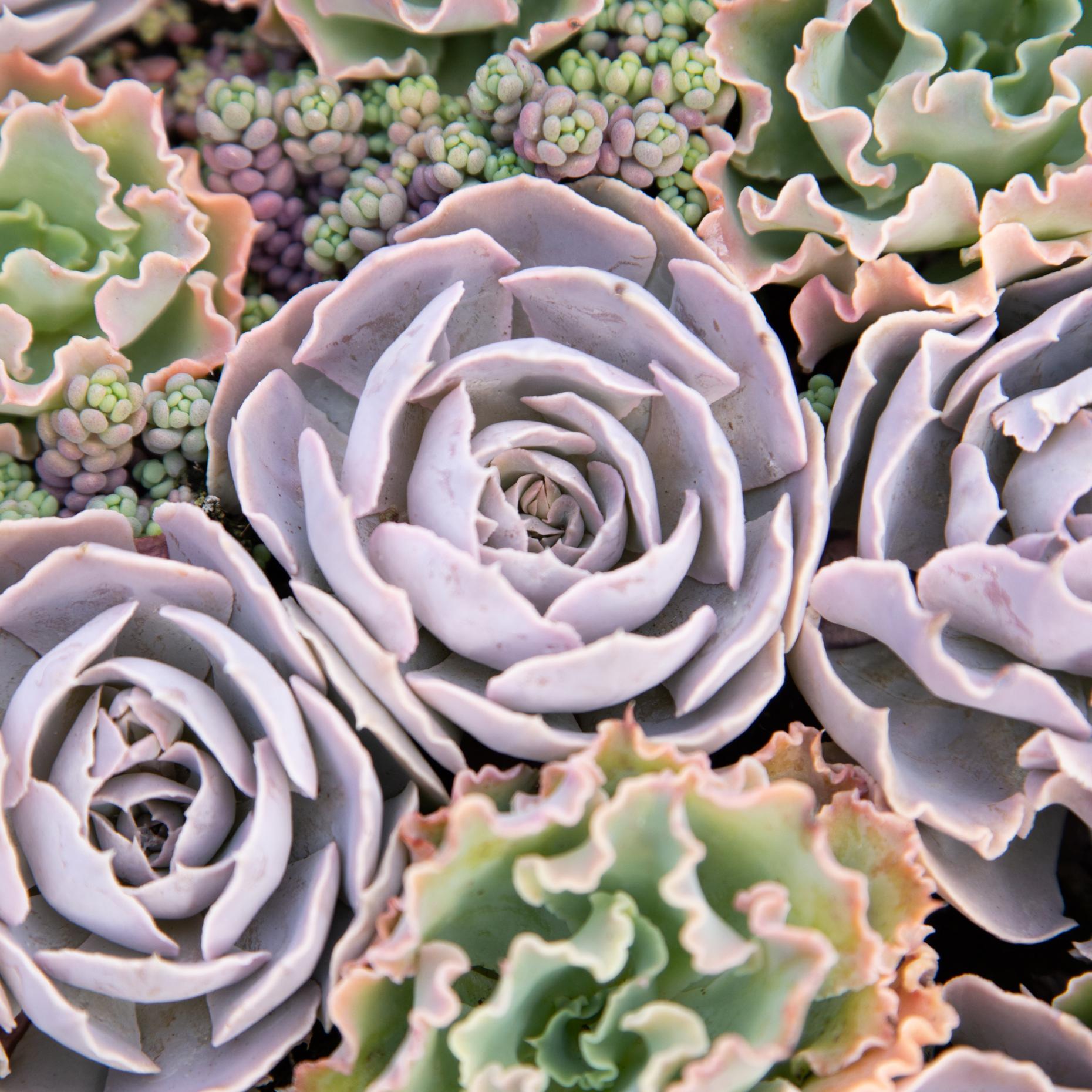 Succulent Dormancy: What you really need to know