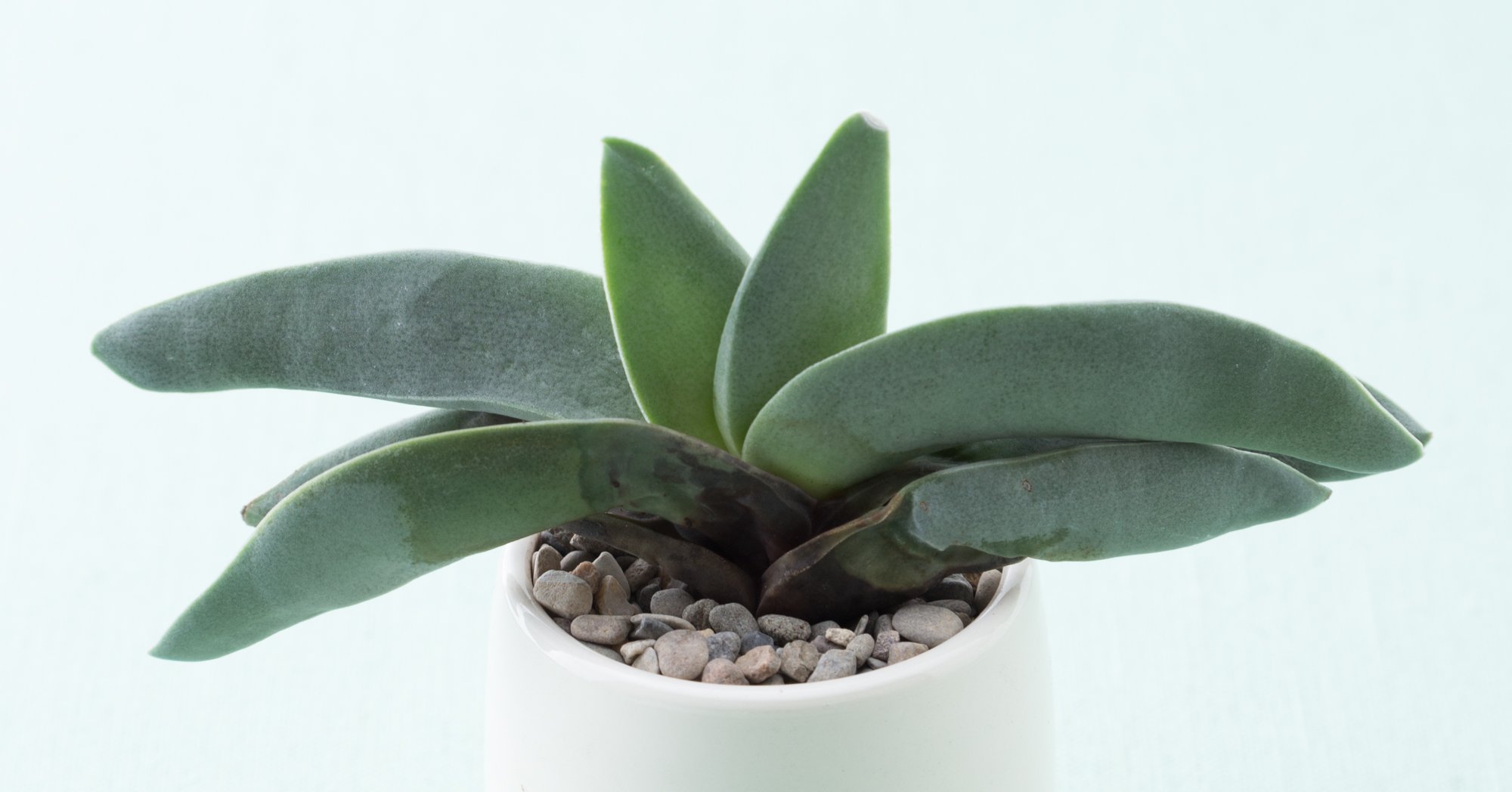 Help! My succulent is dying! | Succulents and Sunshine