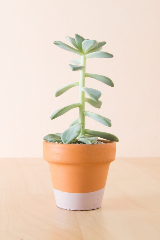 What to do with Succulents Growing Tall - Stretched Out Succulents