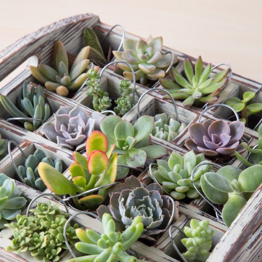 Fun and clever succulent projects | Succulents and Sunshine
