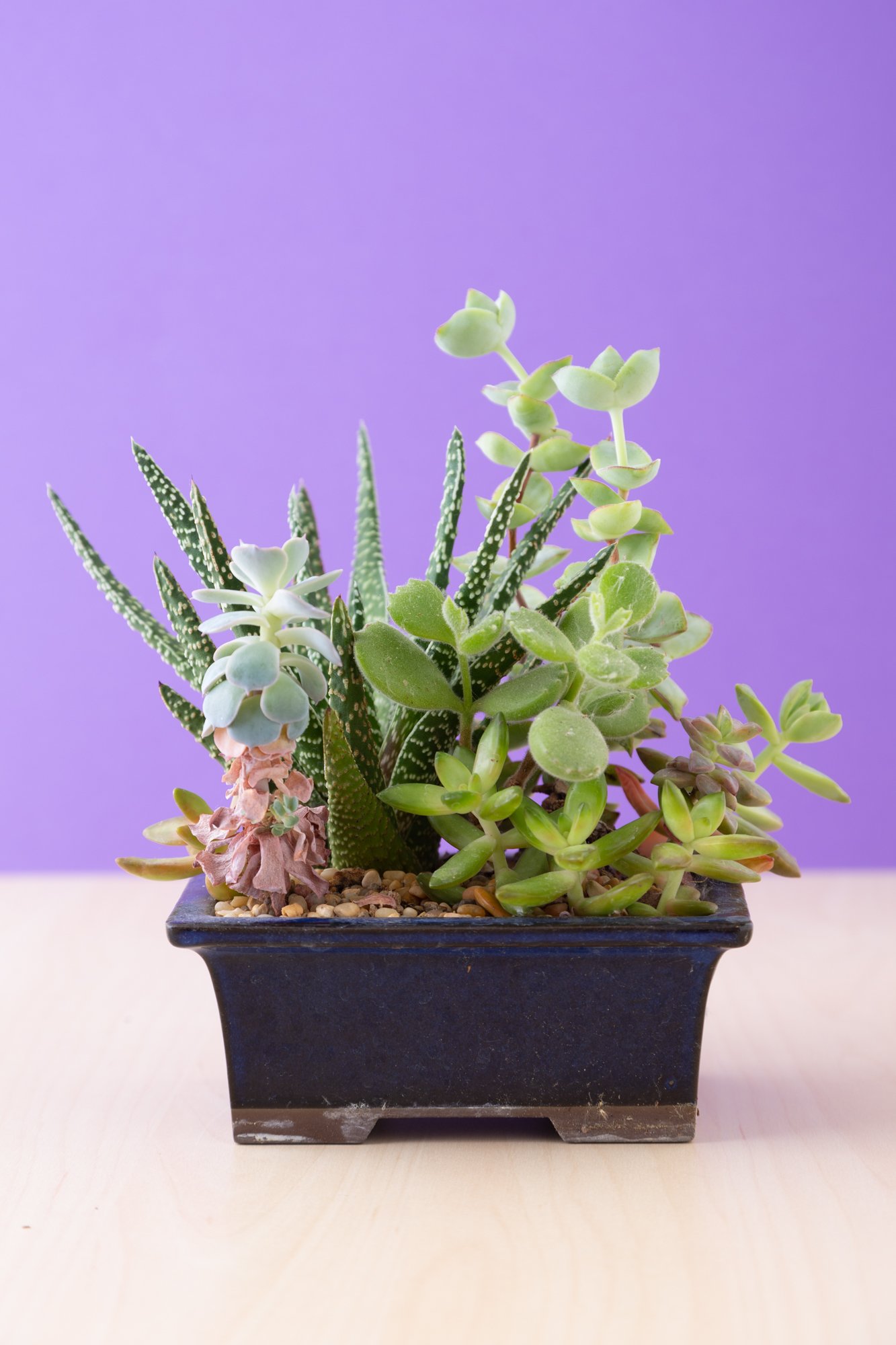 Pruning and Maintaining a Succulent Arrangement | Succulents and Sunshine