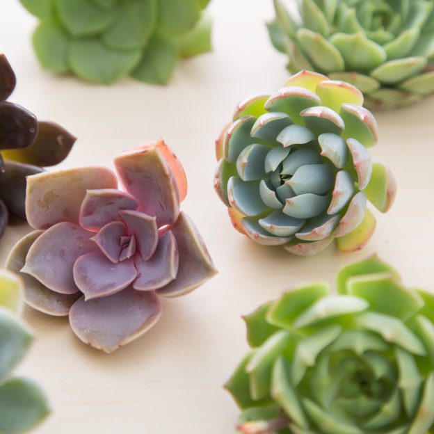 Basic Supplies for Succulent Projects | Succulents and Sunshine