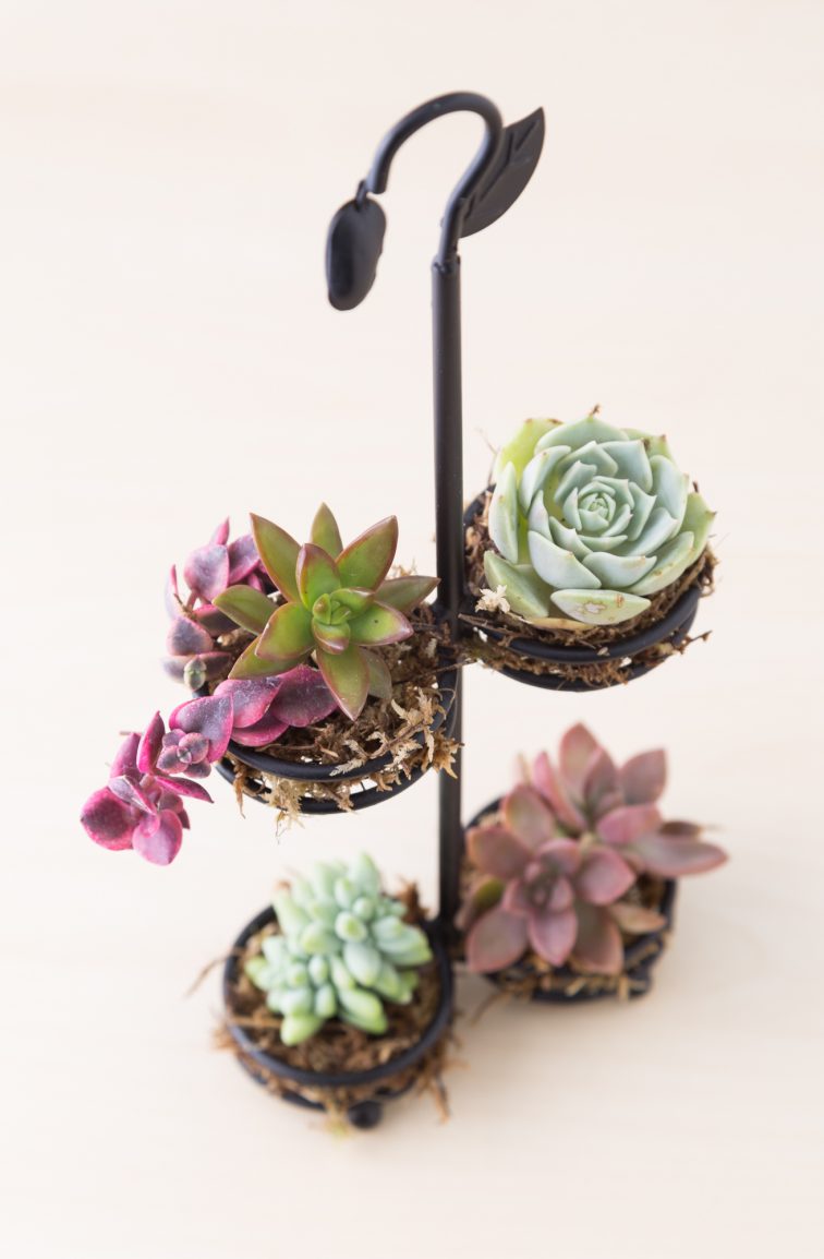 Basic Supplies for Succulent Projects | Succulents and Sunshine