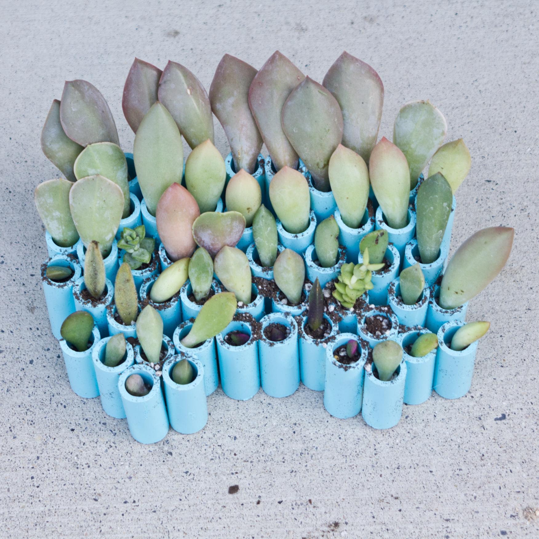 Fun and clever succulent projects | Succulents and Sunshine