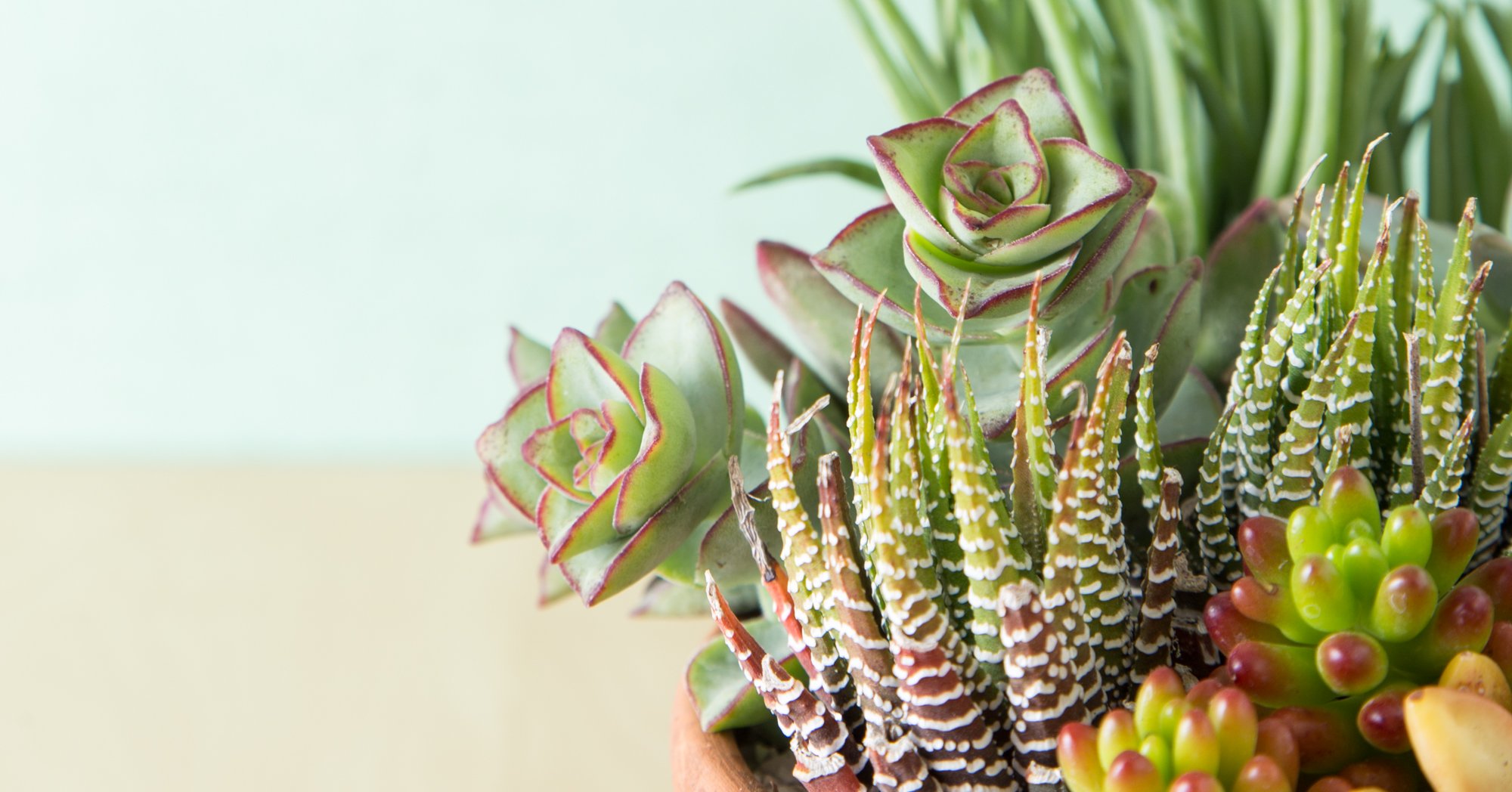 How to Grow Succulents (wherever you live) | Succulents and Sunshine