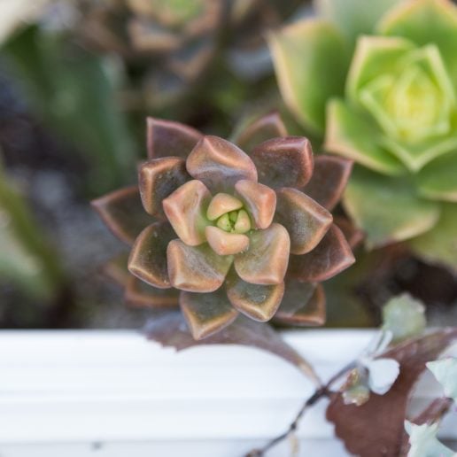 Succulent Sunburn and Too Much Heat | Succulents and Sunshine
