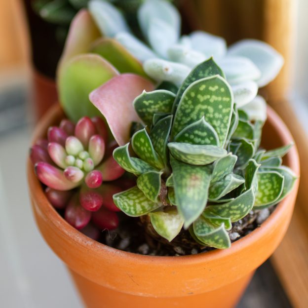 Succulent Dormancy: What you really need to know