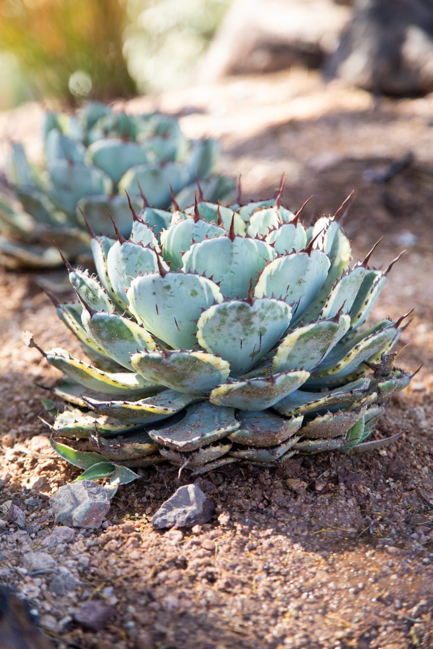 Arizona Desert Botanical Garden | Succulents and Sunshine