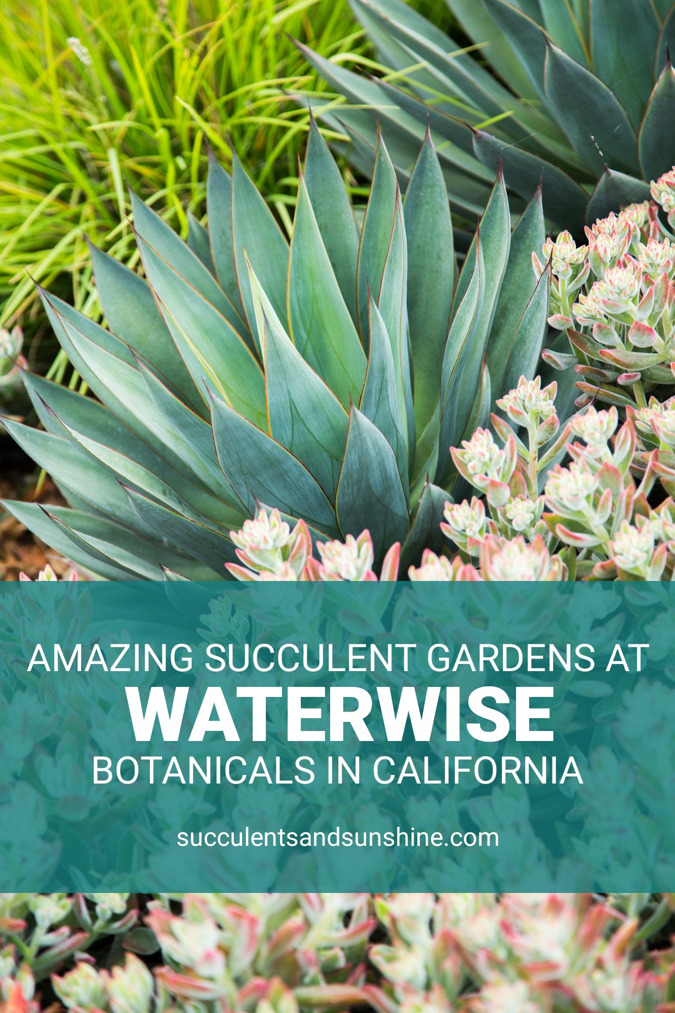 Stunning succulent display gardens at Waterwise Botanicals | Succulents ...