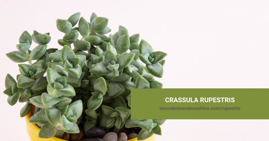 Crassula rupestris | Succulents and Sunshine