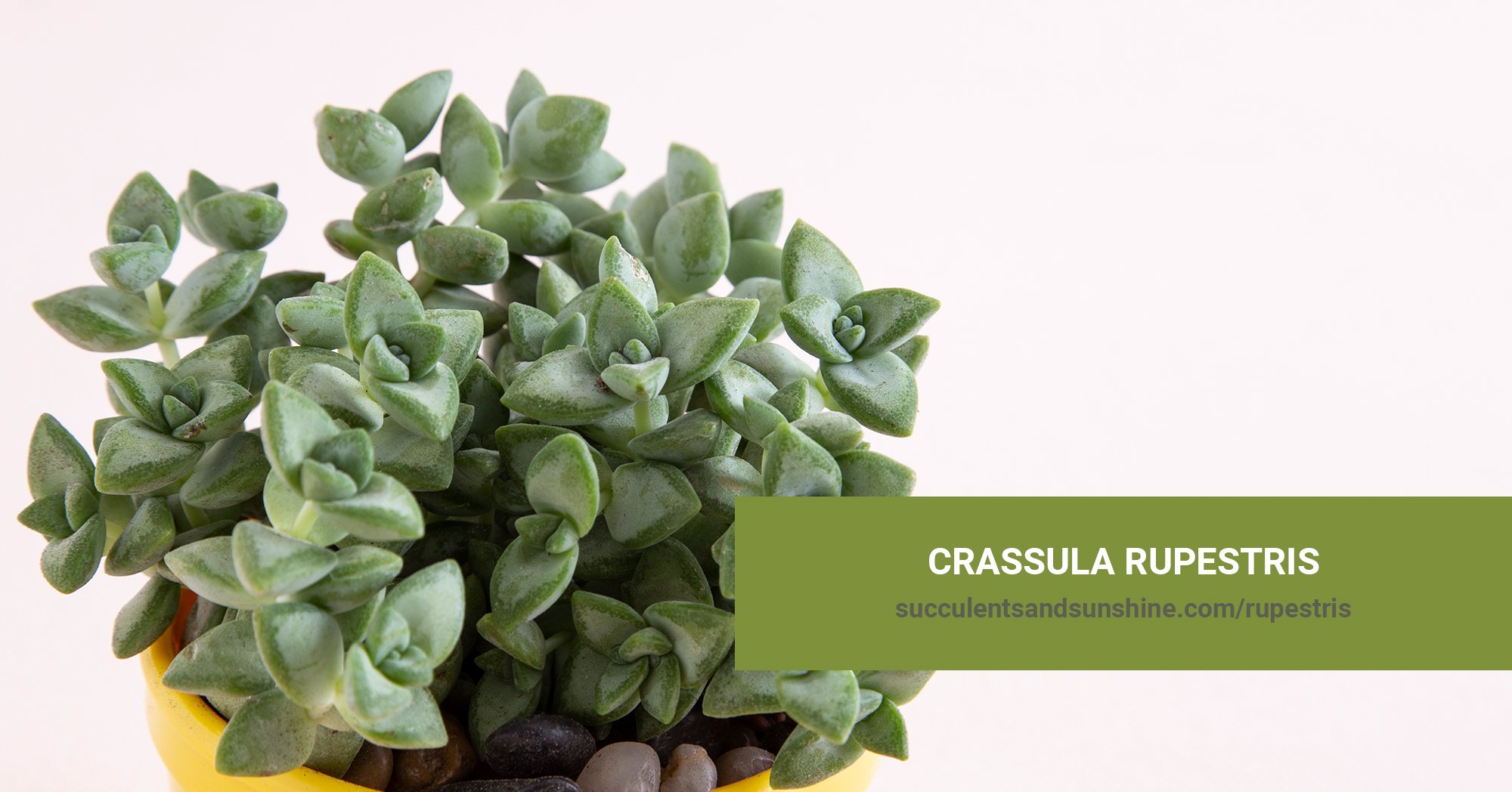 Crassula rupestris | Succulents and Sunshine