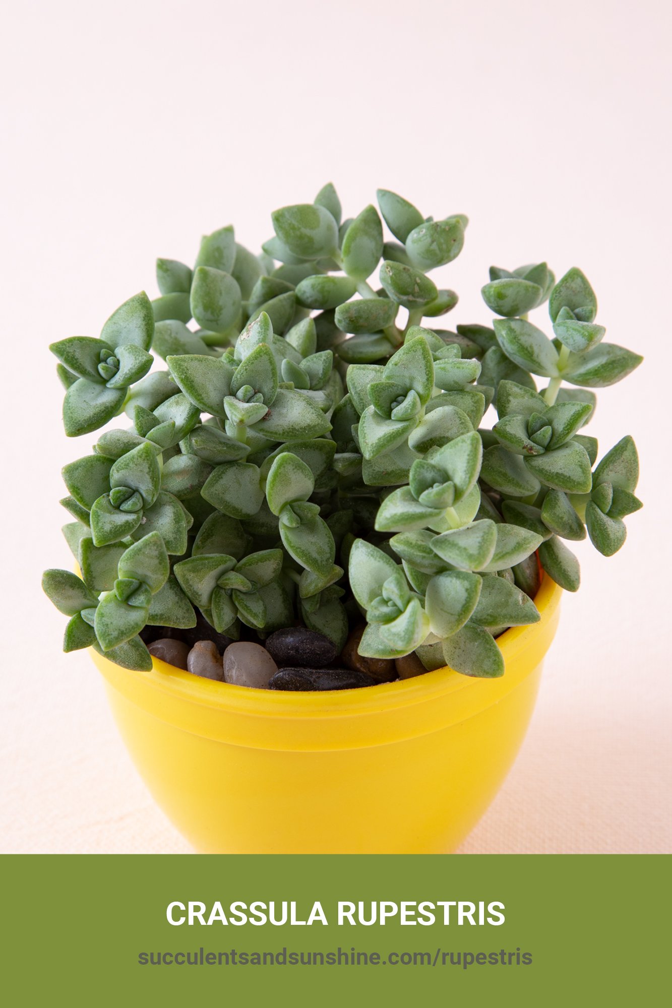 Crassula rupestris | Succulents and Sunshine