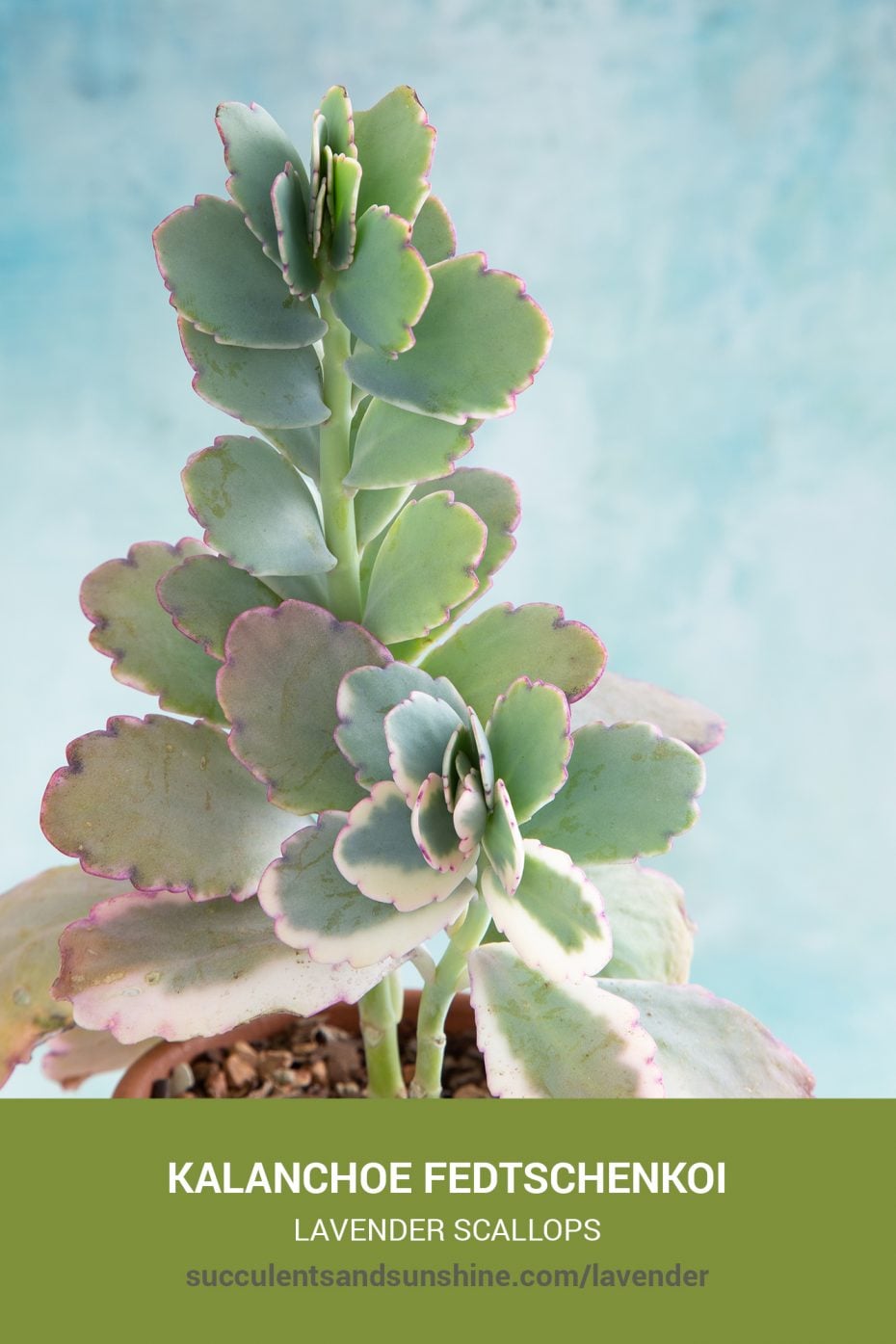 Kalanchoe fedtschenkoi | Succulents and Sunshine