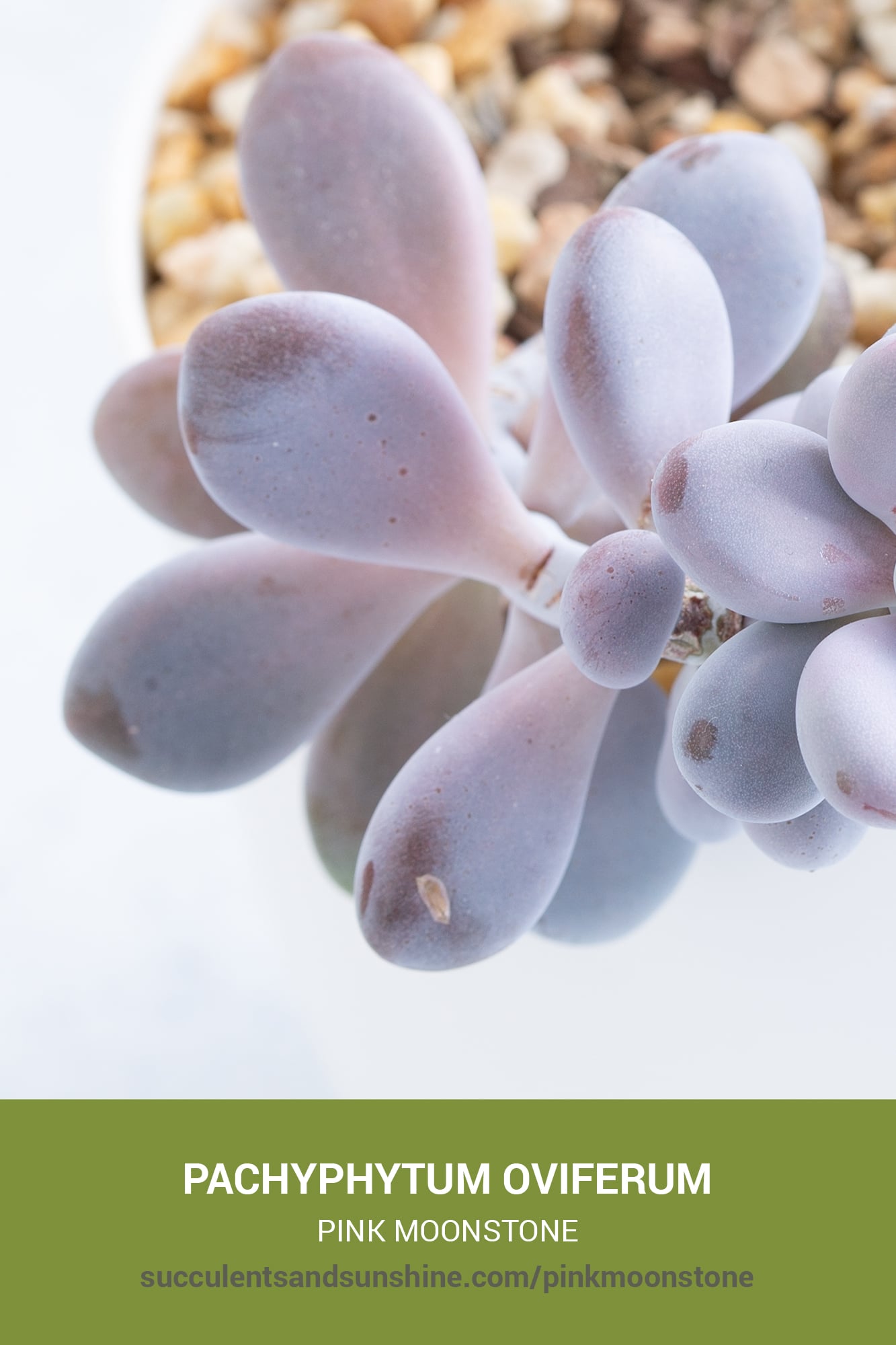 Pachyphytum oviferum | Succulents and Sunshine