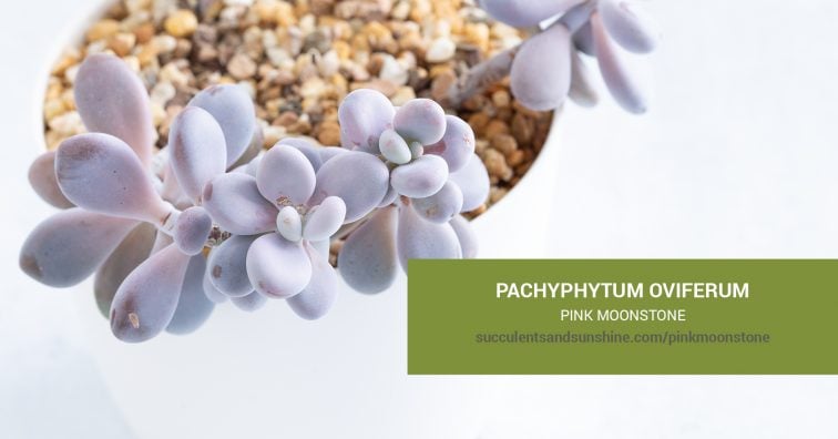 Pachyphytum oviferum | Succulents and Sunshine