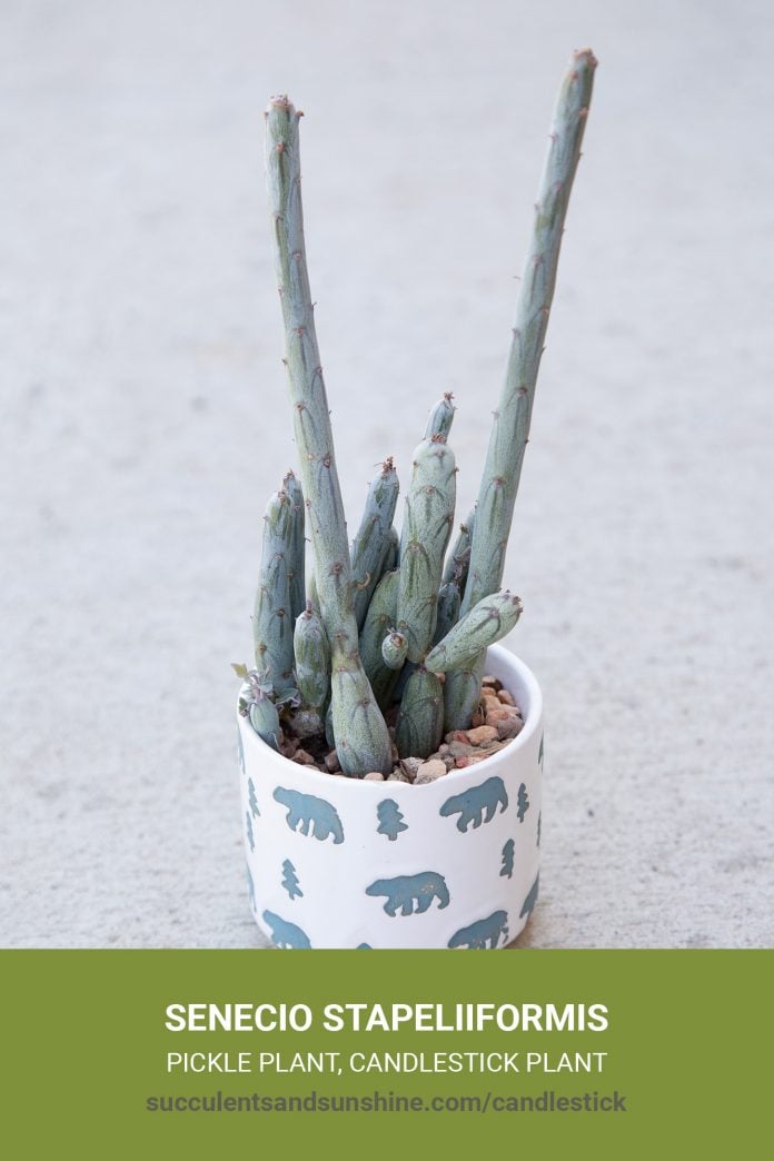 Senecio stapeliiformis | Succulents and Sunshine