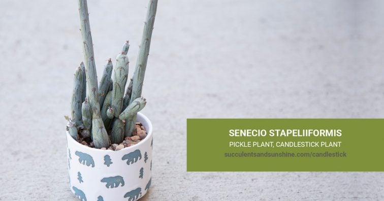 Senecio stapeliiformis | Succulents and Sunshine