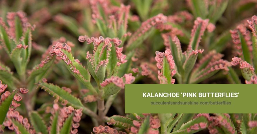 Kalanchoe Succulents | Genus and Species Care Information