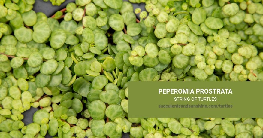 Peperomia prostrata | Succulents and Sunshine