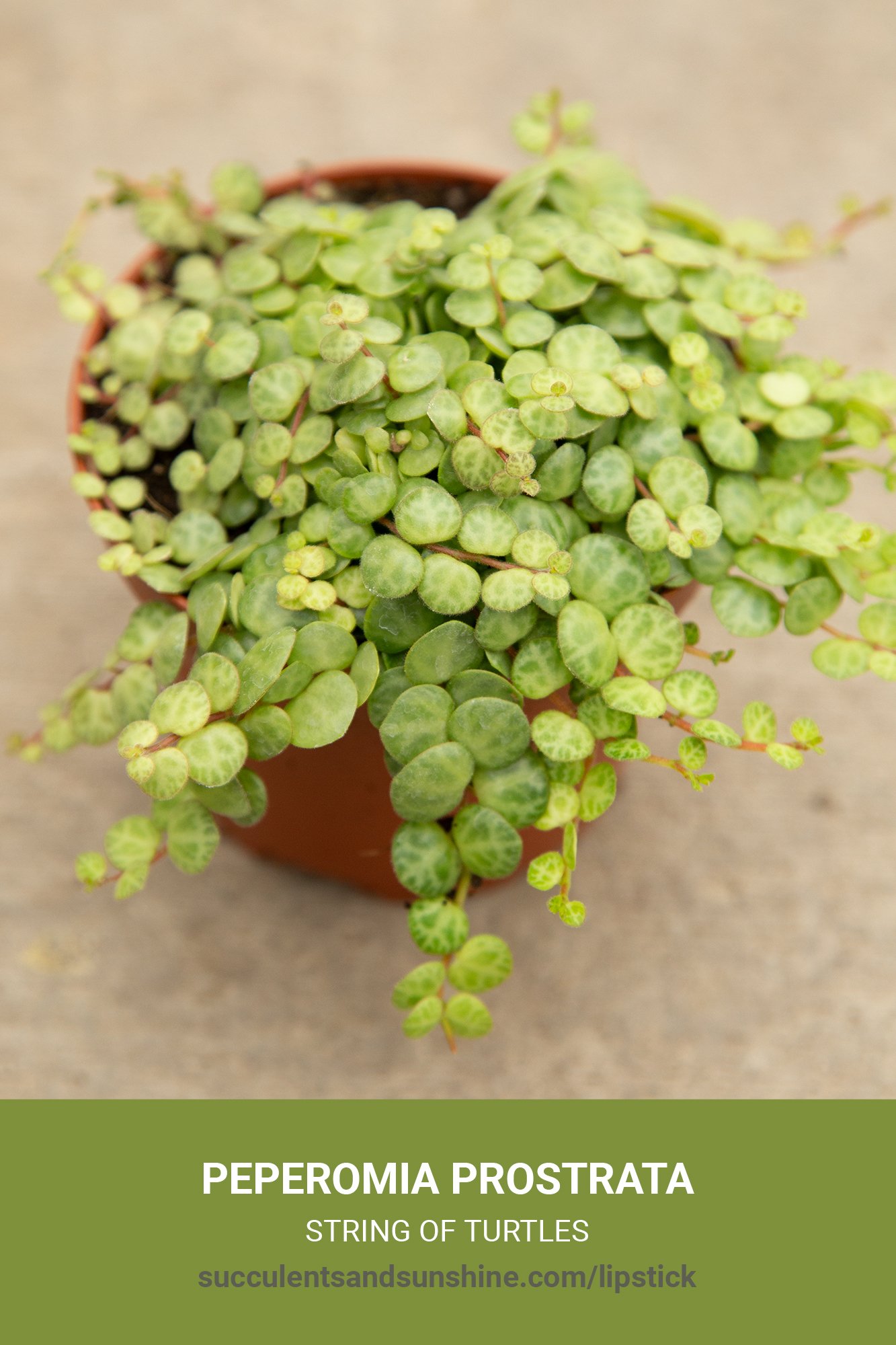 Peperomia prostrata | Succulents and Sunshine