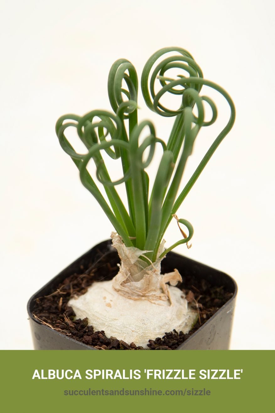 Albuca spiralis 'Frizzle Sizzle' | Succulents and Sunshine