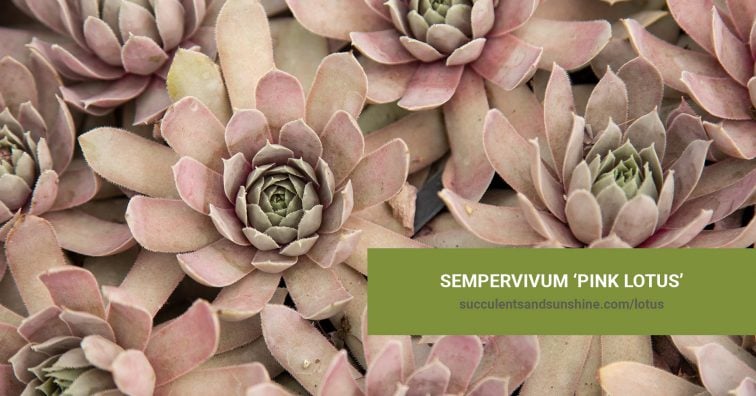 Sempervivum 'Pink Lotus' | Succulents and Sunshine