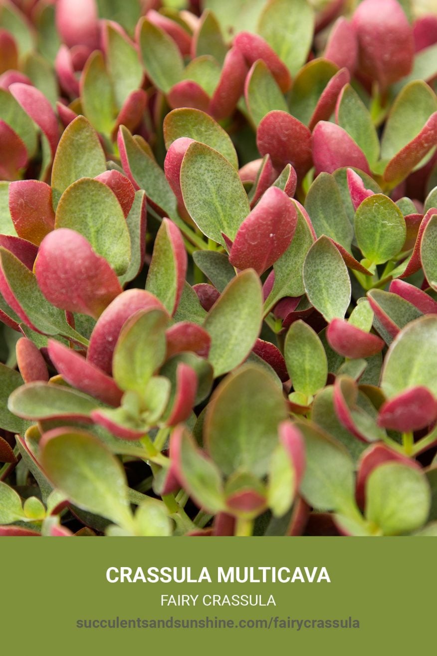 Crassula multicava | Succulents and Sunshine