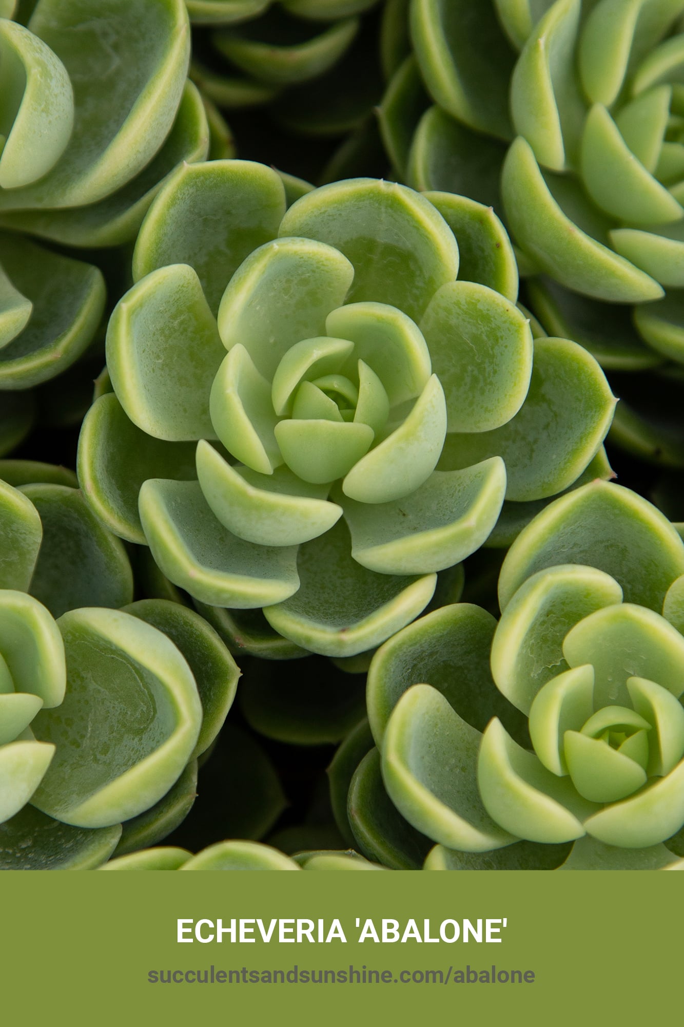 Echeveria 'Abalone' | Succulents and Sunshine