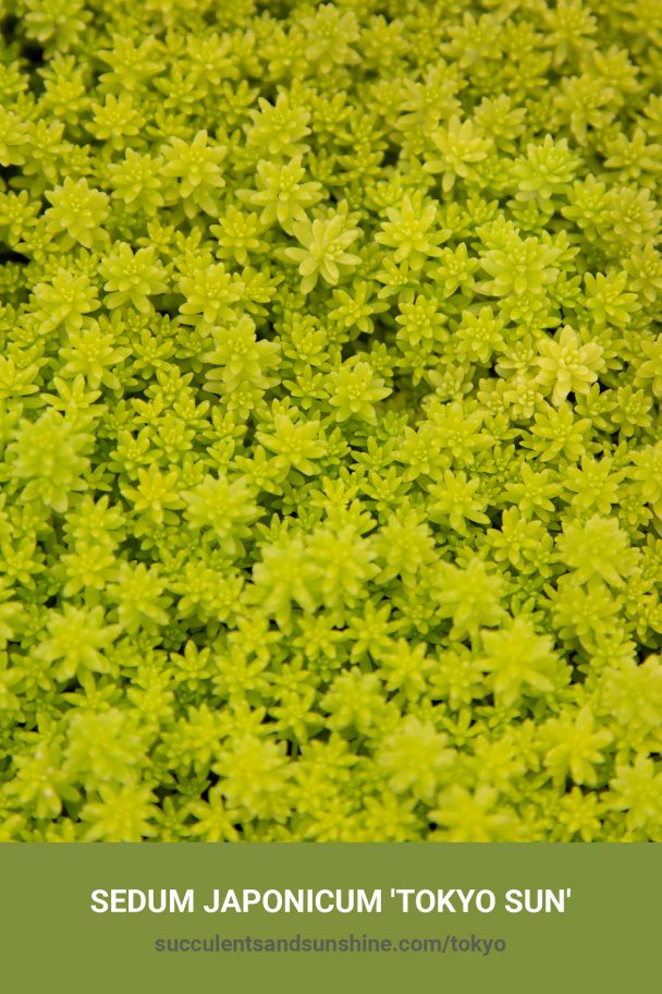 Sedum japonicum 'Tokyo Sun' | Succulents and Sunshine