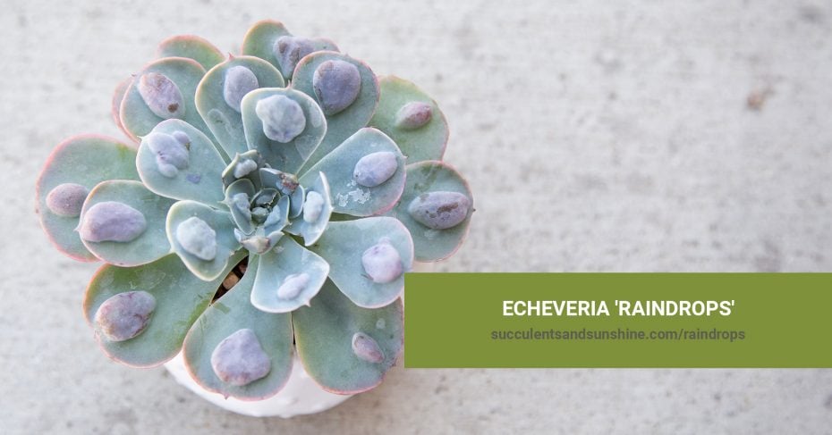 Echeveria 'Raindrops' | Succulents and Sunshine