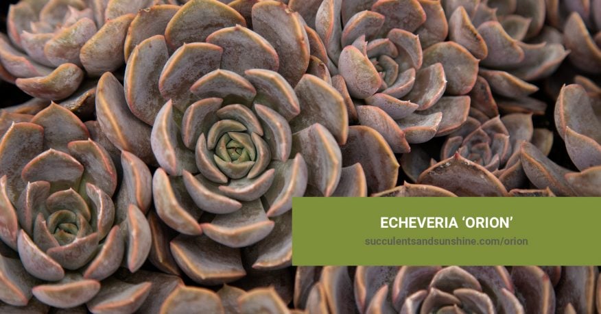 Echeveria 'Orion' | Succulents and Sunshine