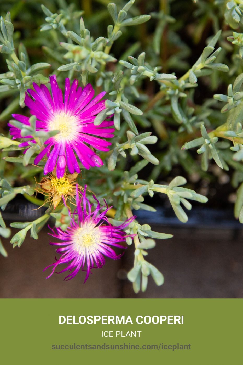 Delosperma cooperi | Succulents and Sunshine