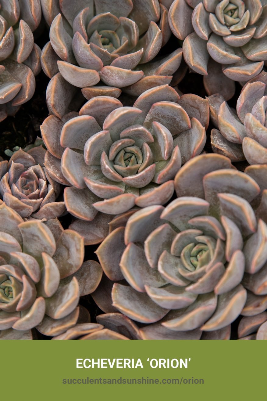 Echeveria 'Orion' | Succulents and Sunshine