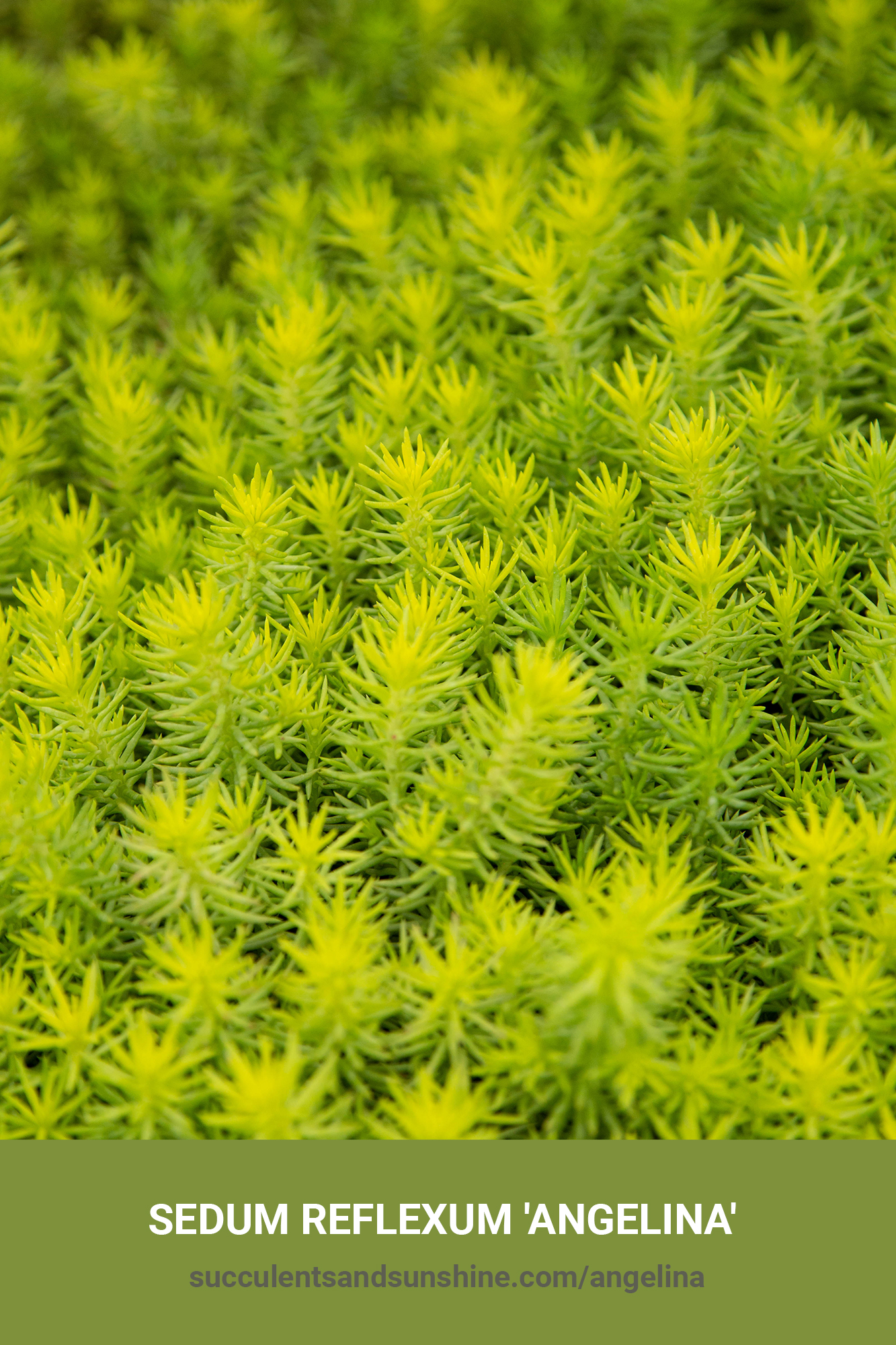 Sedum reflexum 'Angelina' | Succulents and Sunshine