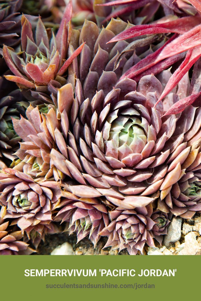 Sempervivum 'Pacific Jordan' | Succulents and Sunshine