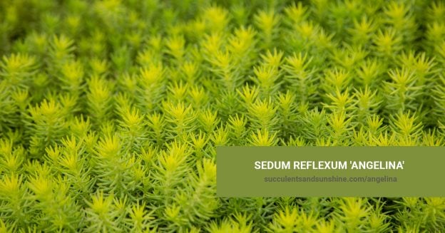 Sedum reflexum 'Angelina' | Succulents and Sunshine