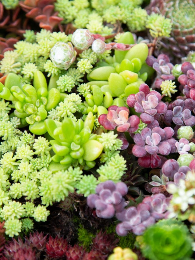 Get Ready to Plant These Snow-Loving Succulents in the Spring ...