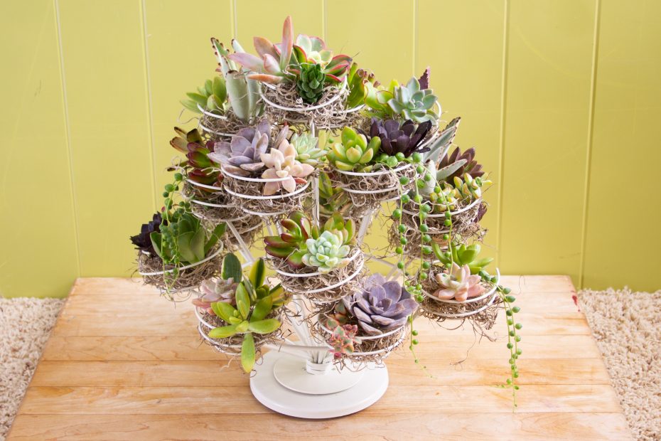 14 Unusual Items You Plant Succulents In | Succulents and Sunshine