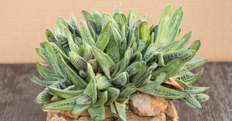 No Green Thumb Needed! These Succulents Are Easy for Anyone To Keep ...