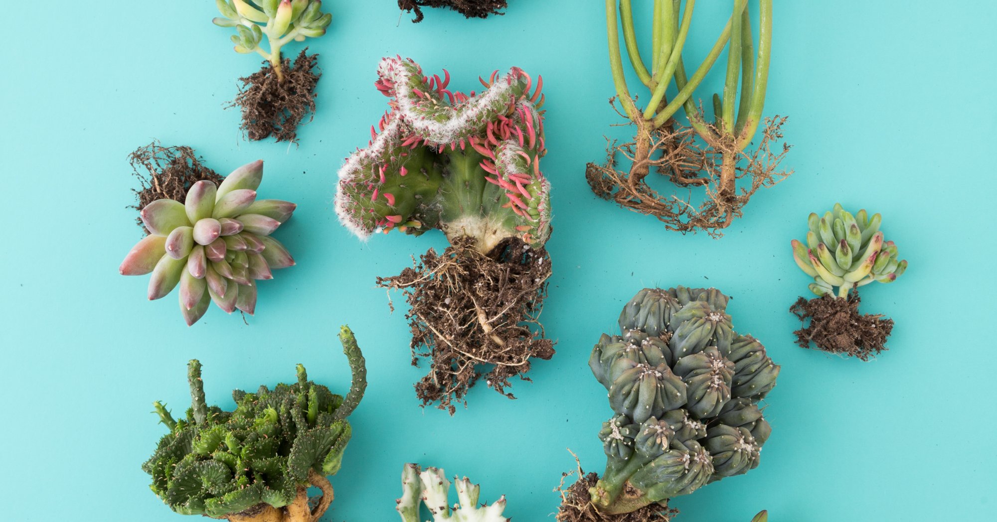 How to Plant a Cactus Without Getting Poked | Succulents and Sunshine