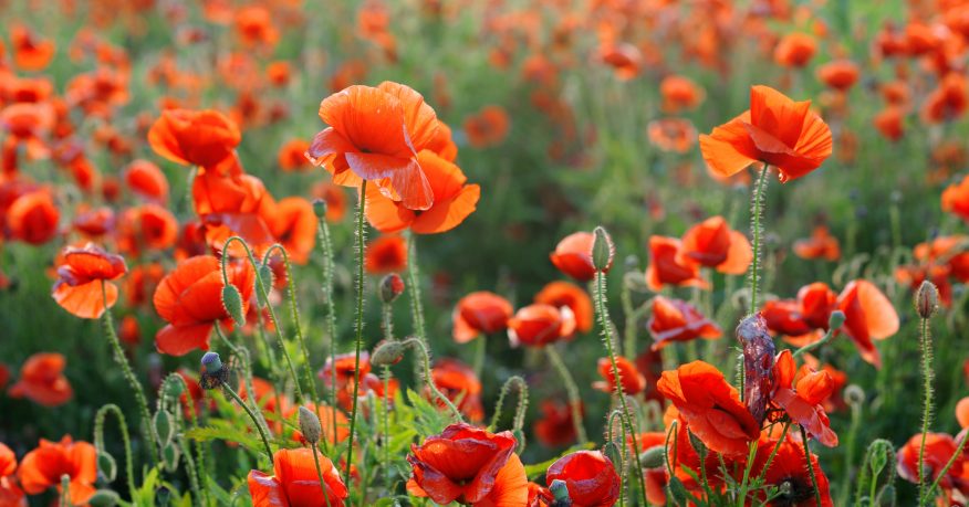 Gorgeous, Self-Seeding Flowers You'll Only Have to Plant Once ...