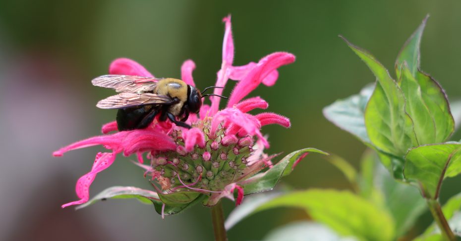 Save The Bees By Planting These Flowers In Your Garden | Succulents and ...