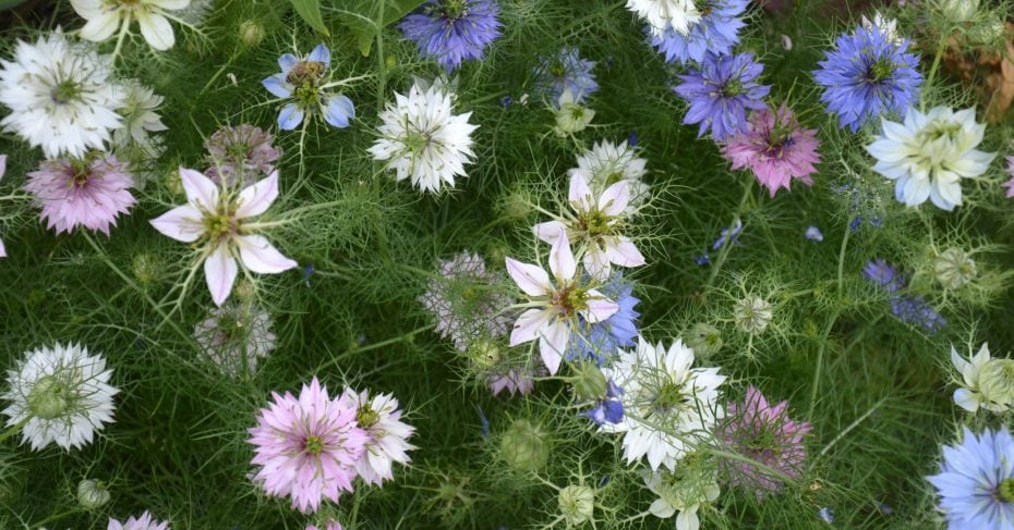 Gorgeous, Self-Seeding Flowers You'll Only Have to Plant Once ...