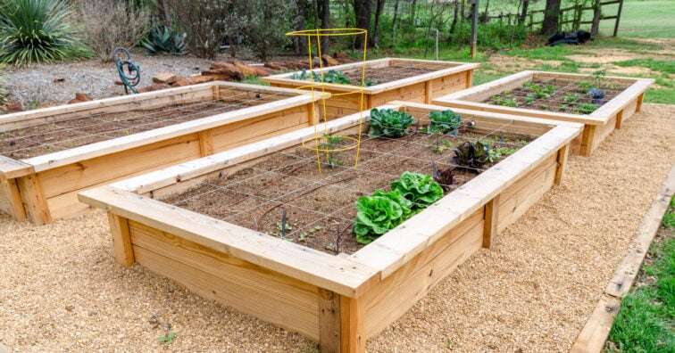 Small Space Vegetable Garden: A Recipe For Success! | Succulents and ...