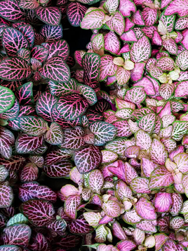 It's the perfect time to add these pink plants to your garden ...