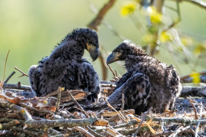 These 10 Baby Birds Are Incredibly Ugly | Succulents and Sunshine