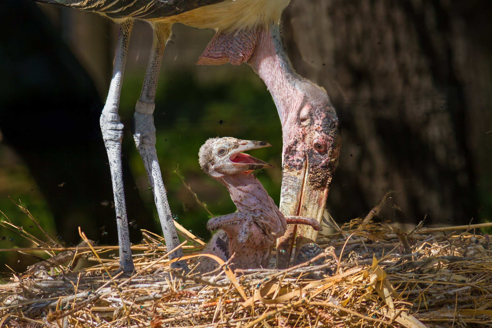 These 10 Baby Birds Are Incredibly Ugly | Succulents and Sunshine
